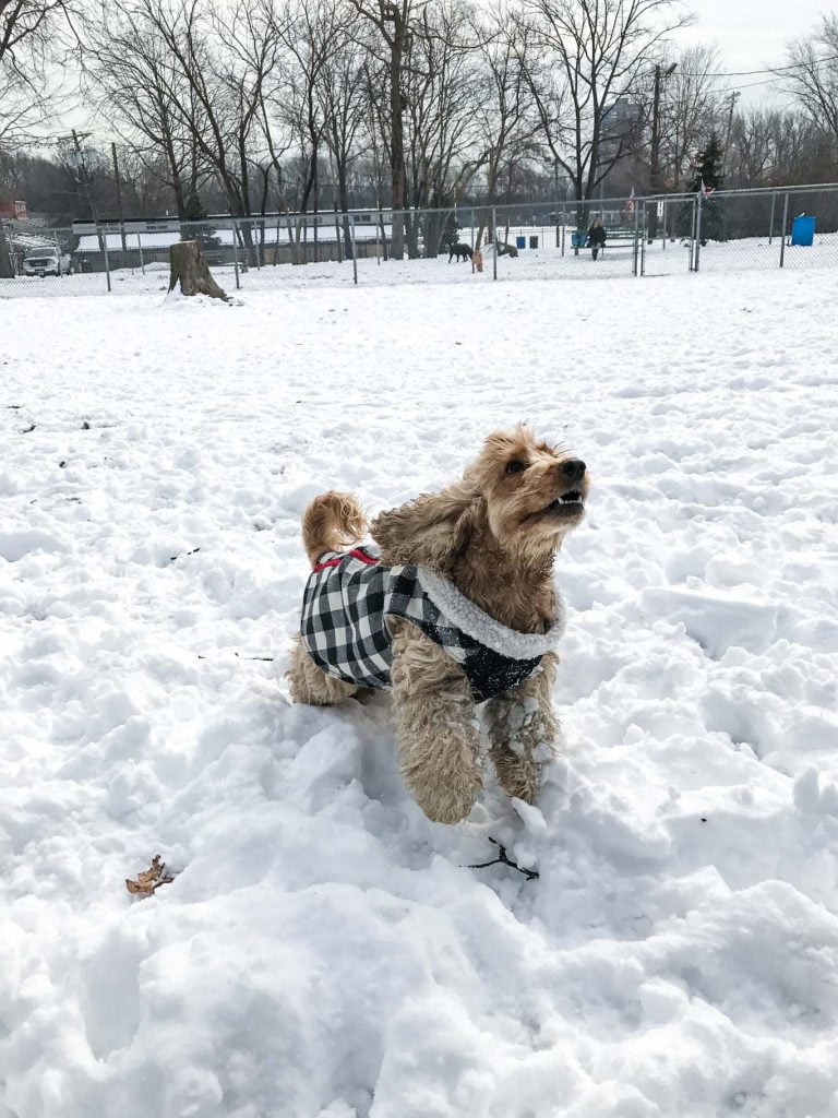 7 Things To Do With Your Dog In The Winter - Olivia's Cuisine